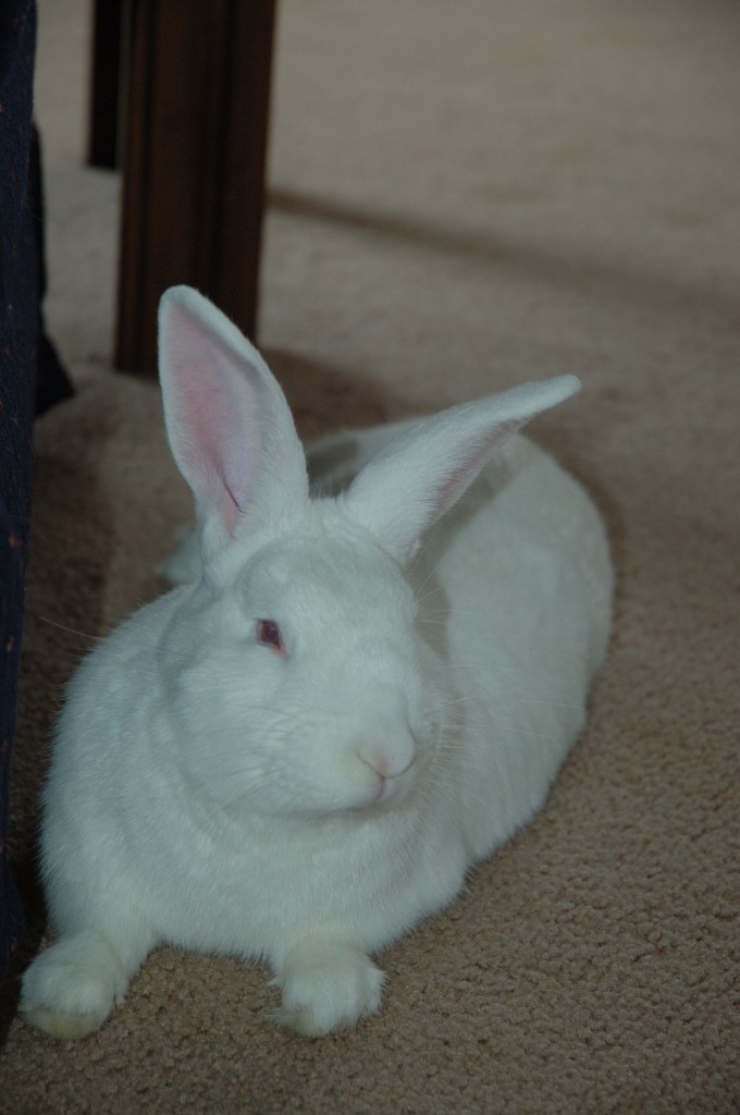 The Basics About Rabbits | Animal Care Hospital of Reynoldsburg